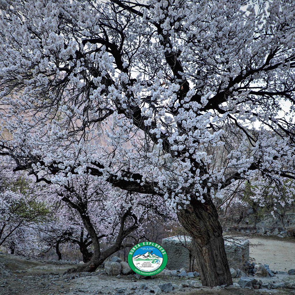 Hunza Cherry Blossom Tour by Hunza Explorers
